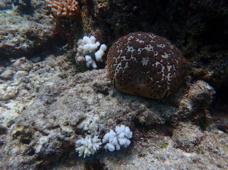 New Study Highlights Key Findings on Coral Predation in the Maldives ...